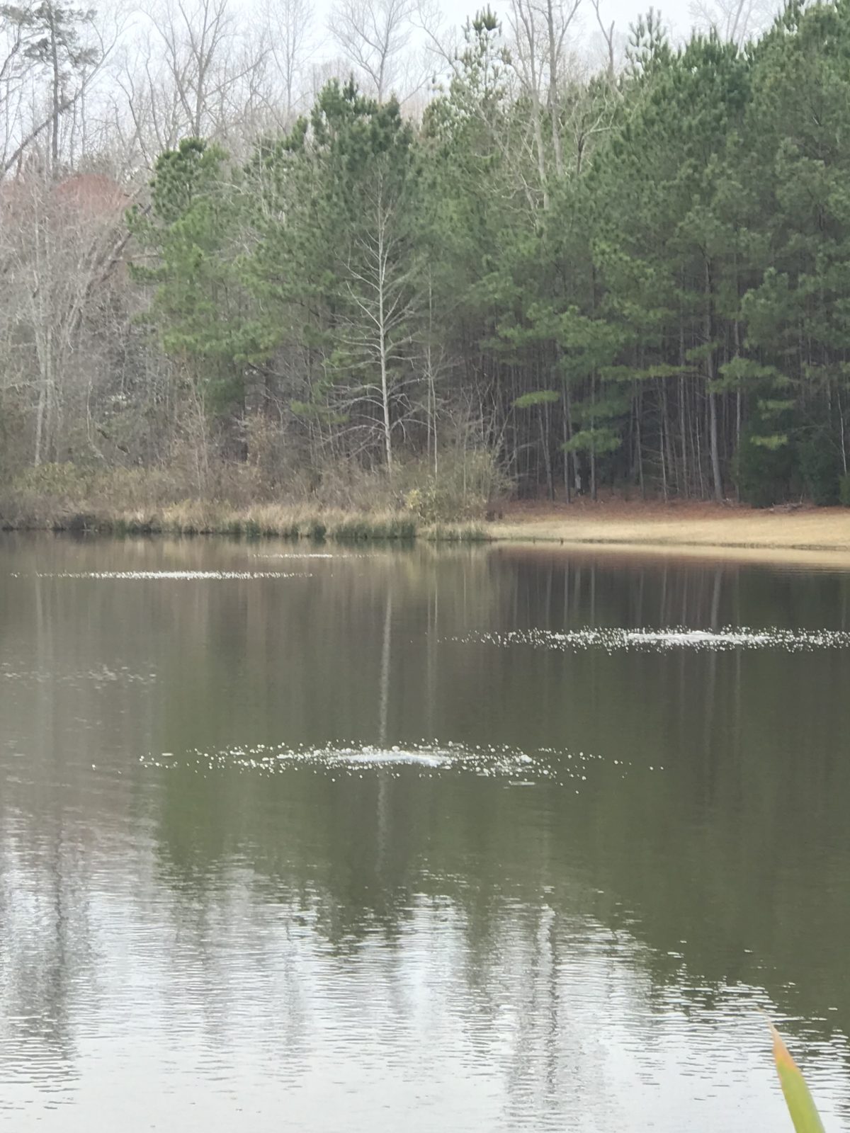 News/Info/Projects - Triangle Pond Management