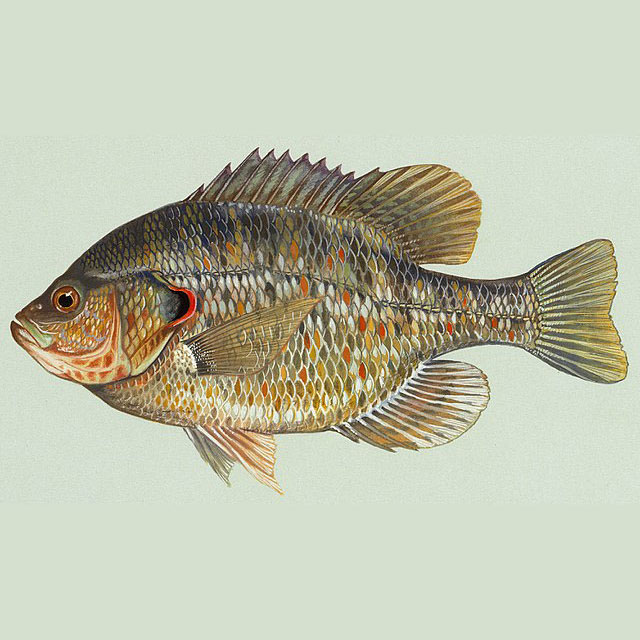 Lake and Pond Management Raleigh, Durham, Apex, Cary NC